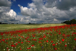 Picturesque poppy field of Volyn · Ukraine travel blog