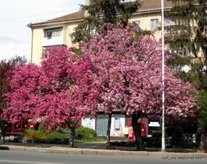 Flowering sakura and apple trees in Uzhhorod · Ukraine travel blog
